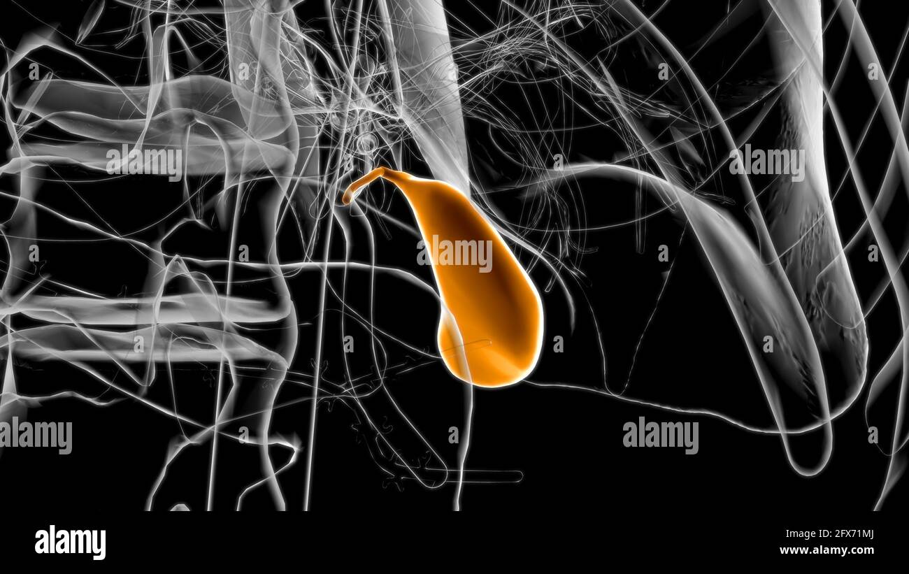Gall Bladder Human Digestive System Anatomy For Medical Concept 3D ...