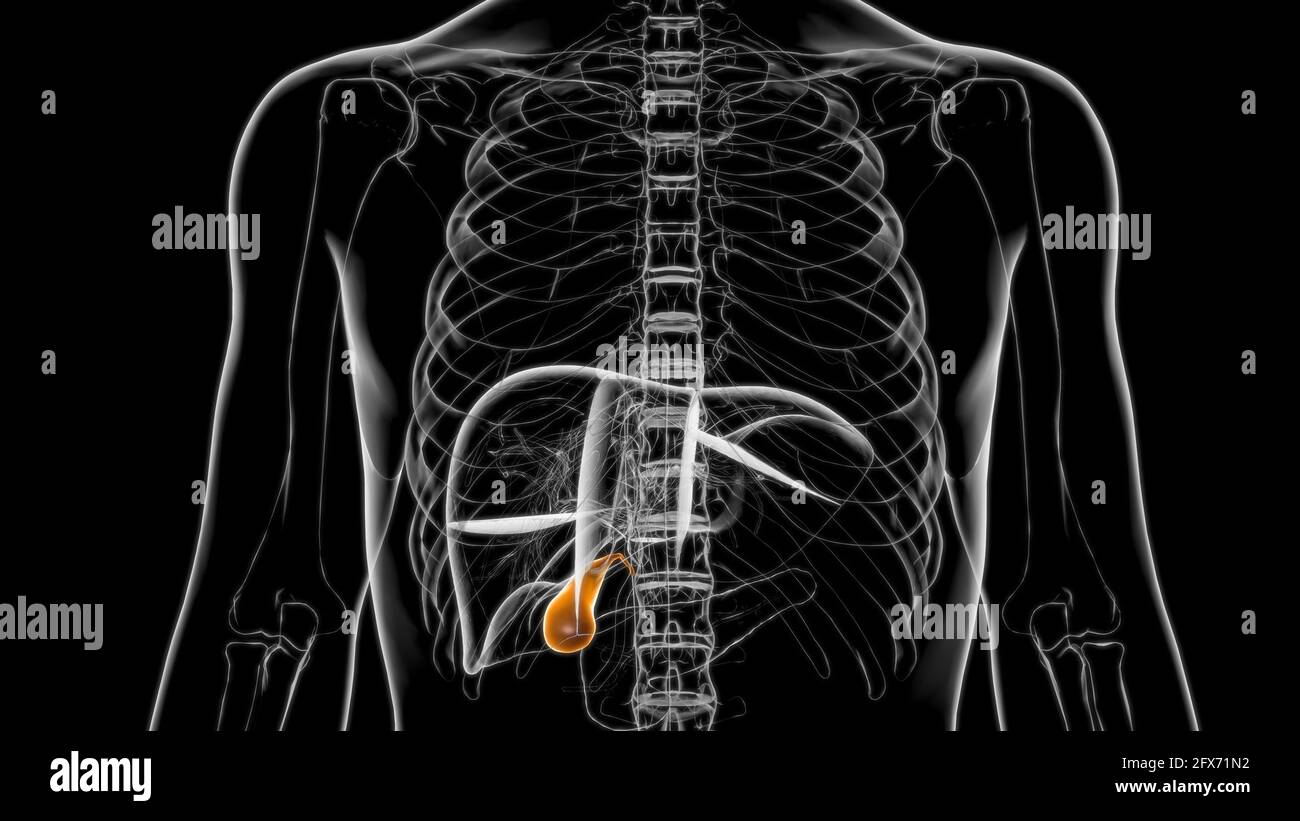 Gall Bladder Human Digestive System Anatomy For Medical Concept 3D ...