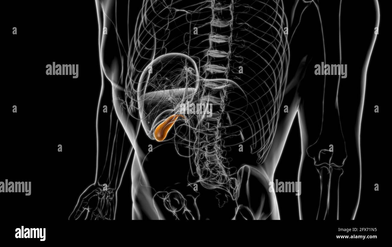 Gall Bladder Human Digestive System Anatomy For Medical Concept 3D ...