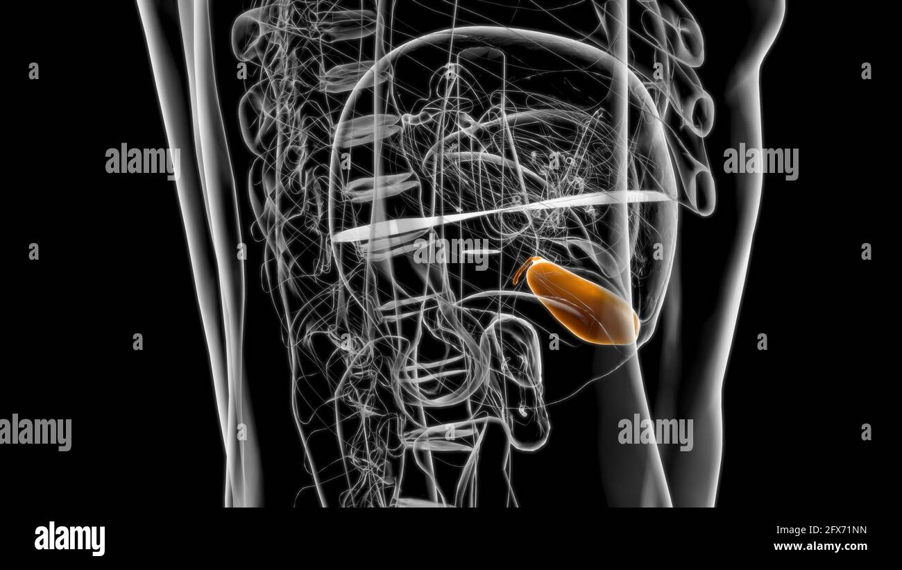 Gall Bladder Human Digestive System Anatomy For Medical Concept 3D ...