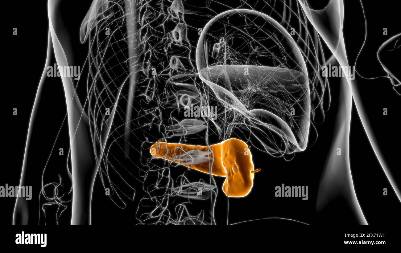 Human Digestive System Pancreas Anatomy For Medical Concept 3D ...