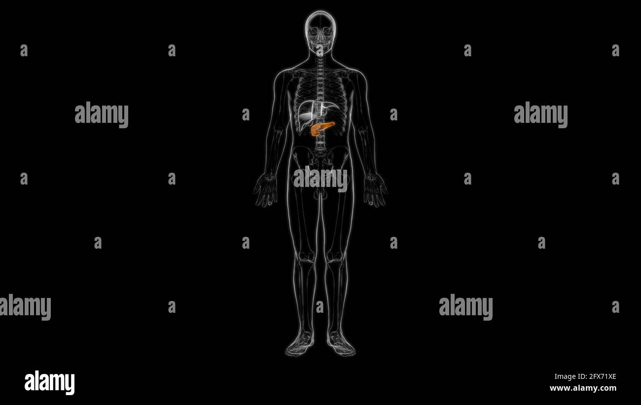 Human Digestive System Pancreas Anatomy For Medical Concept 3D ...
