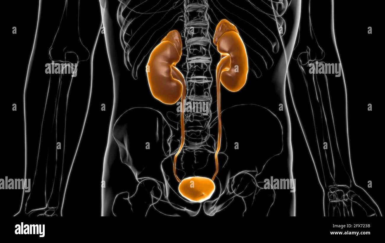 Human Urinary System Kidneys with Bladder Anatomy For Medical Concept ...