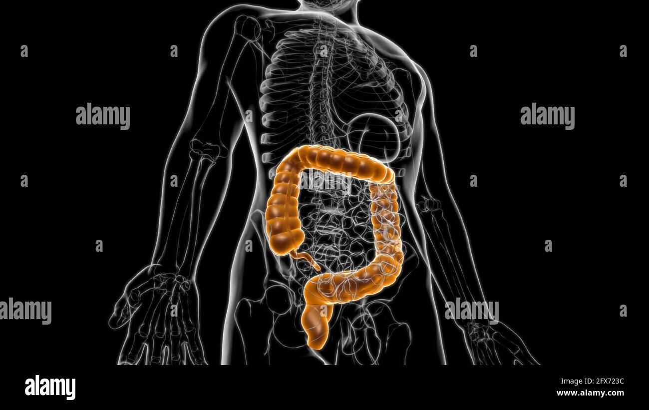 Large Intestine Human Digestive System Anatomy For Medical Concept 3D ...