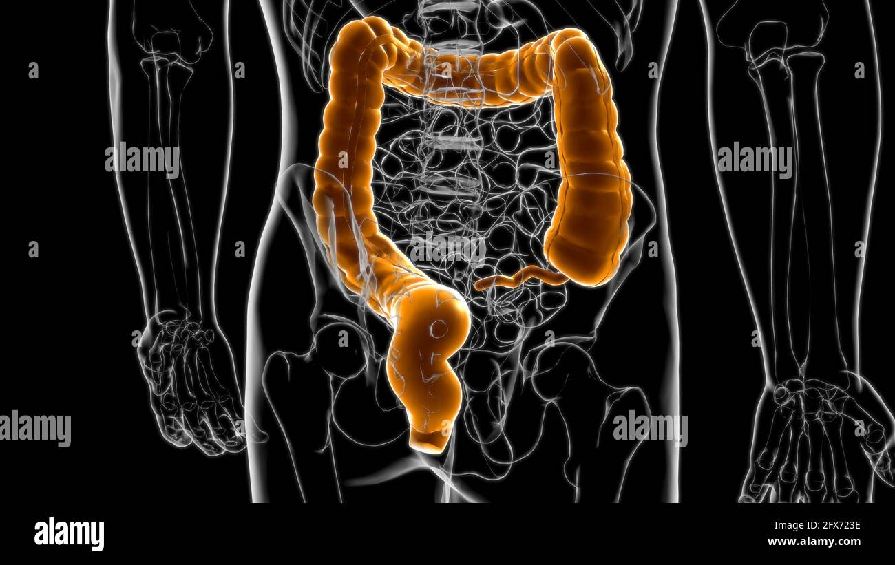 Large Intestine Human Digestive System Anatomy For Medical Concept 3D ...