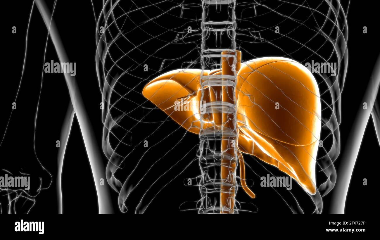 Liver Human Digestive System Anatomy For Medical Concept 3D ...