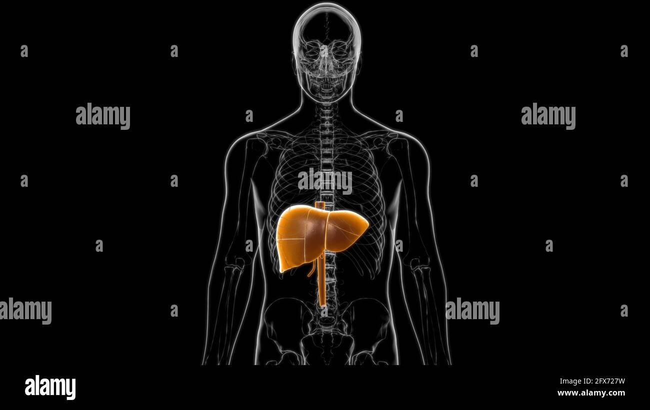 Liver Human Digestive System Anatomy For Medical Concept 3D ...