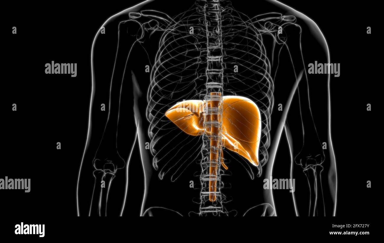 Liver Human Digestive System Anatomy For Medical Concept 3D ...