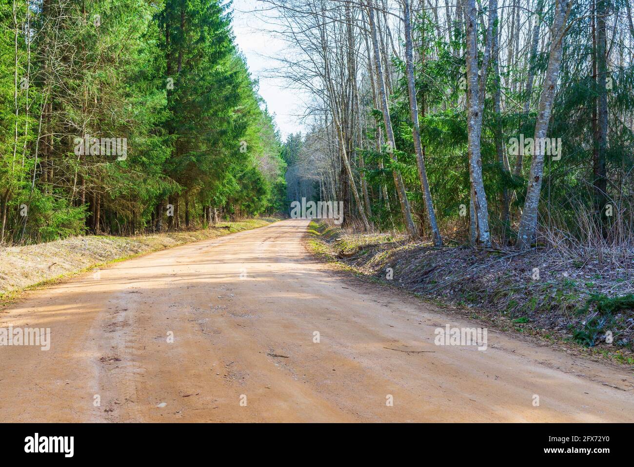Green forest pathway view. Forest pathway landscape. Pathway in forest ...