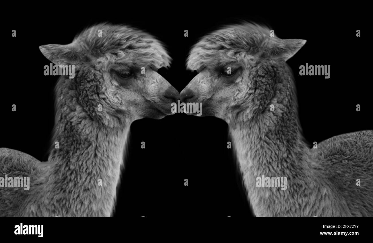 Two Cute Alpaca Playing In The Back Background Stock Photo - Alamy