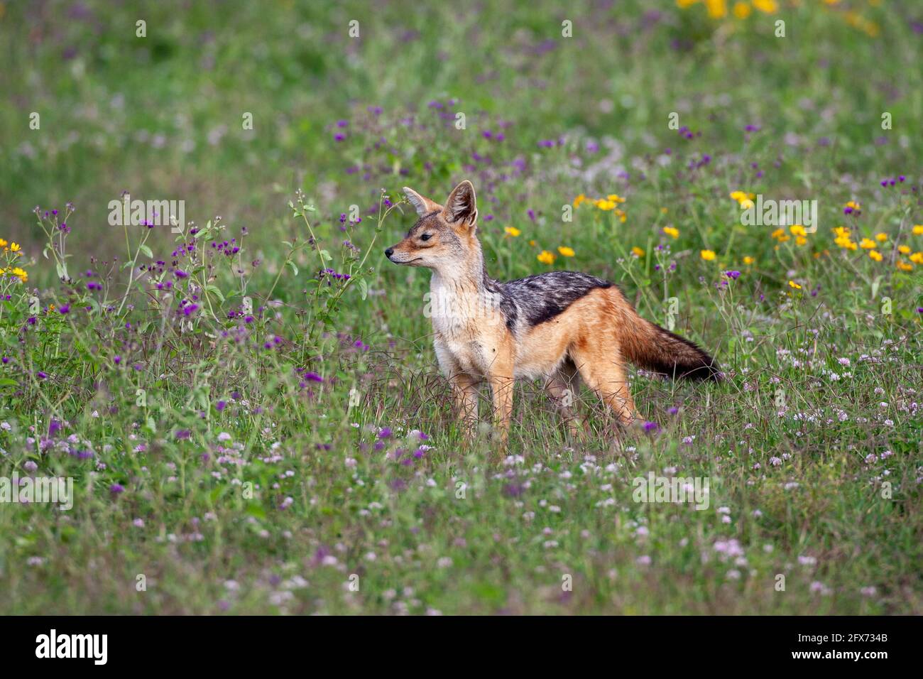 black-backed jackal (Lupulella mesomelas syn Canis mesomelas), also known as the silver-backed ...