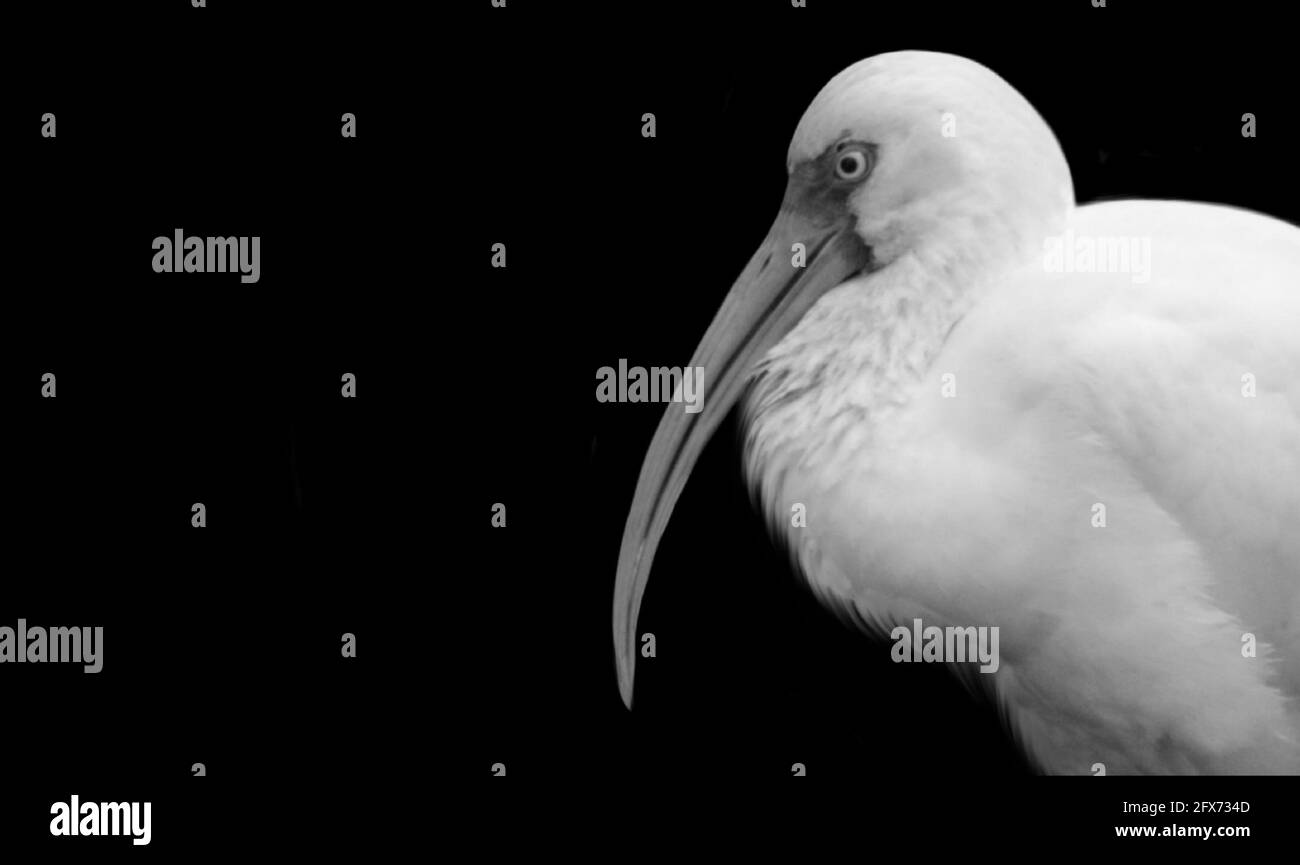 Scarlet ibis face hi-res stock photography and images - Alamy