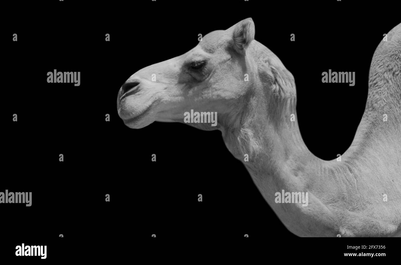 Camel face head jordan Black and White Stock Photos & Images - Alamy