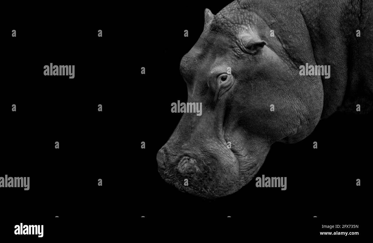Hippopotamus portrait Black and White Stock Photos & Images - Alamy