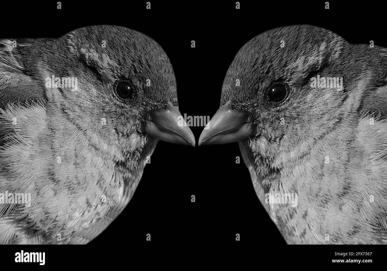 Two Cute Little Sparrow Close Face Stock Photo - Alamy