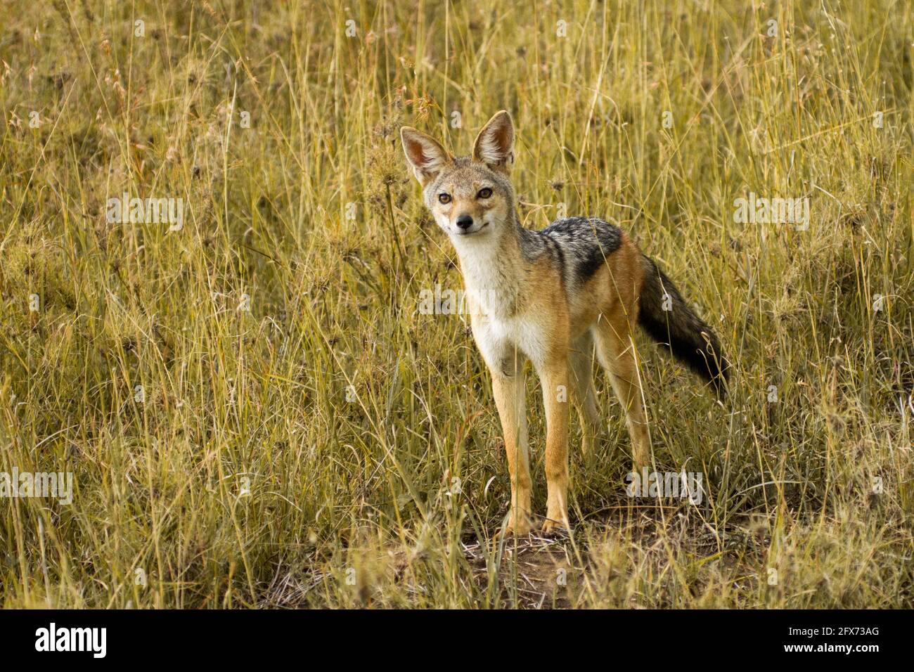 black-backed jackal (Lupulella mesomelas syn Canis mesomelas), also known as the silver-backed ...
