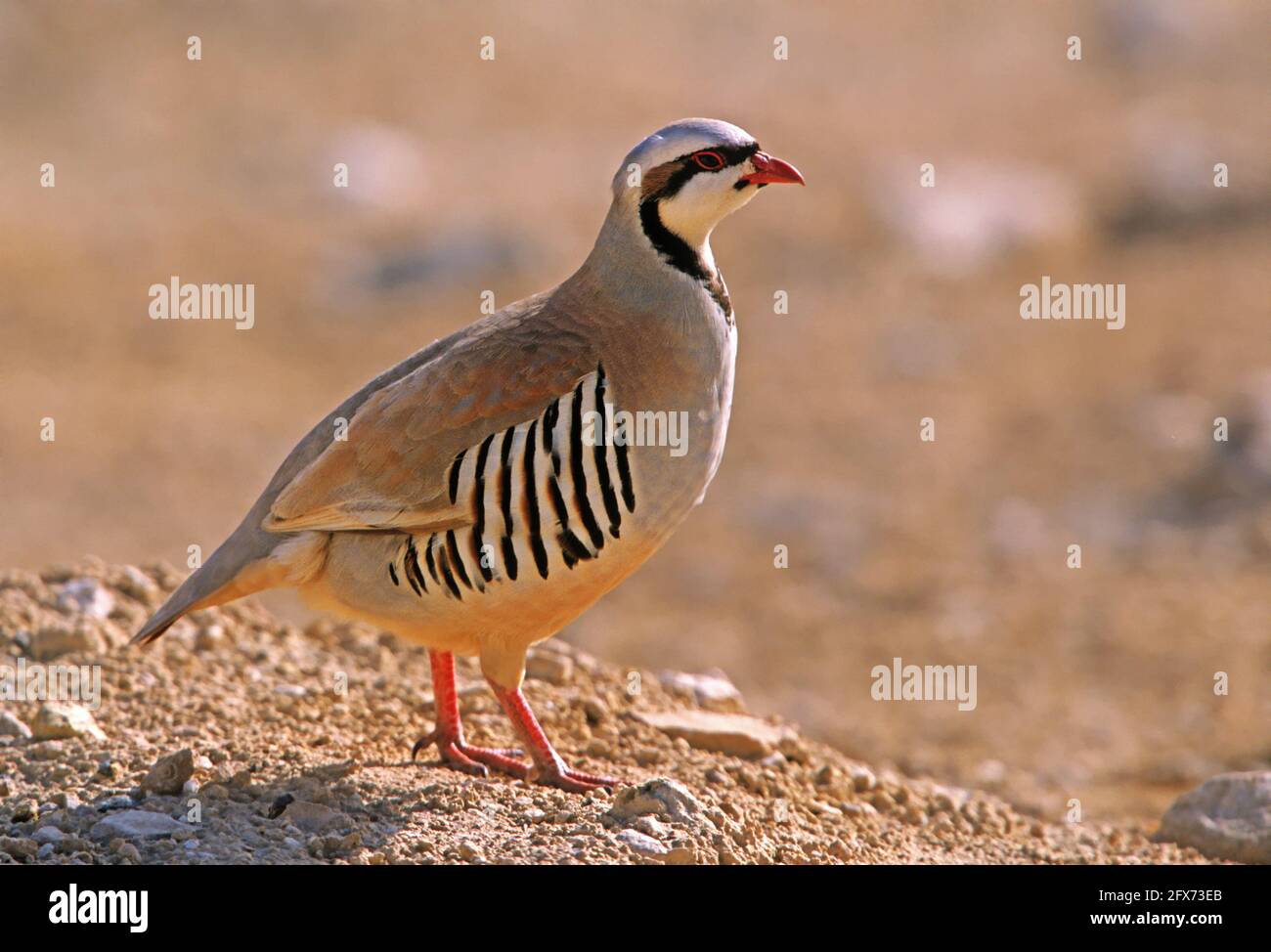 Closeup of a single Chukar Partridge or Chukar (Alectoris chukar ...
