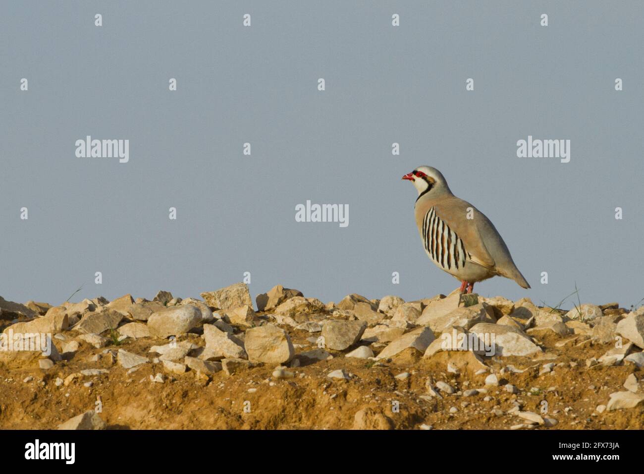 Closeup of a single Chukar Partridge or Chukar (Alectoris chukar ...