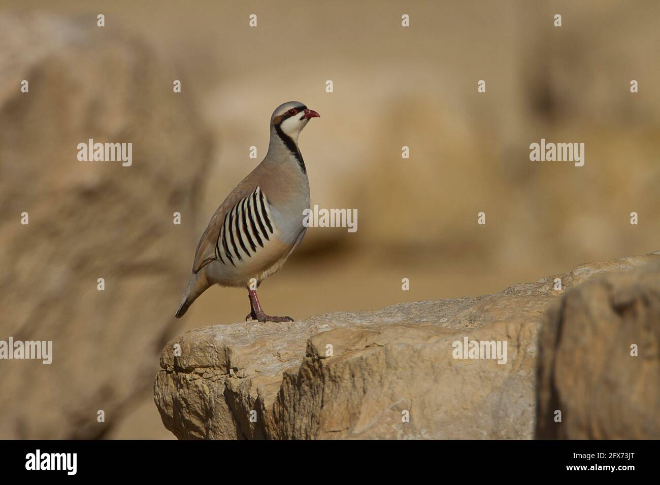 Closeup of a single Chukar Partridge or Chukar (Alectoris chukar ...