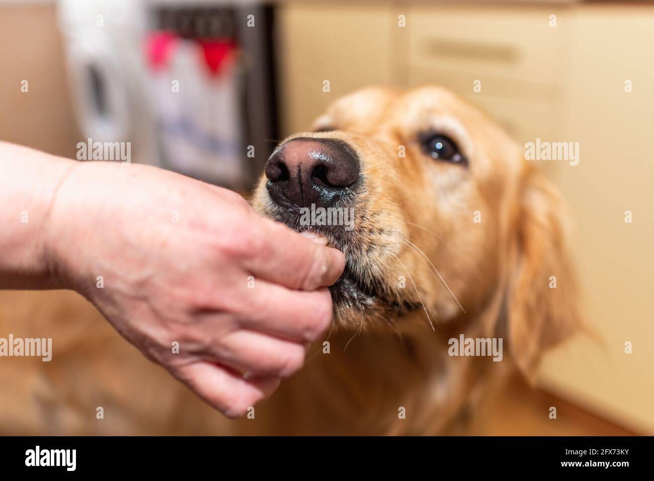 Woman hand feeding a dog food to Labrador golden retriever.Closeup ...