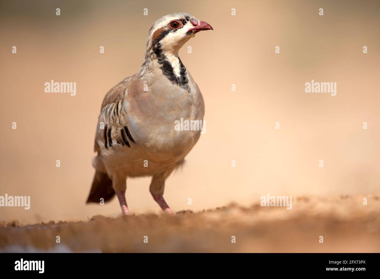 Closeup of a single Chukar Partridge or Chukar (Alectoris chukar ...
