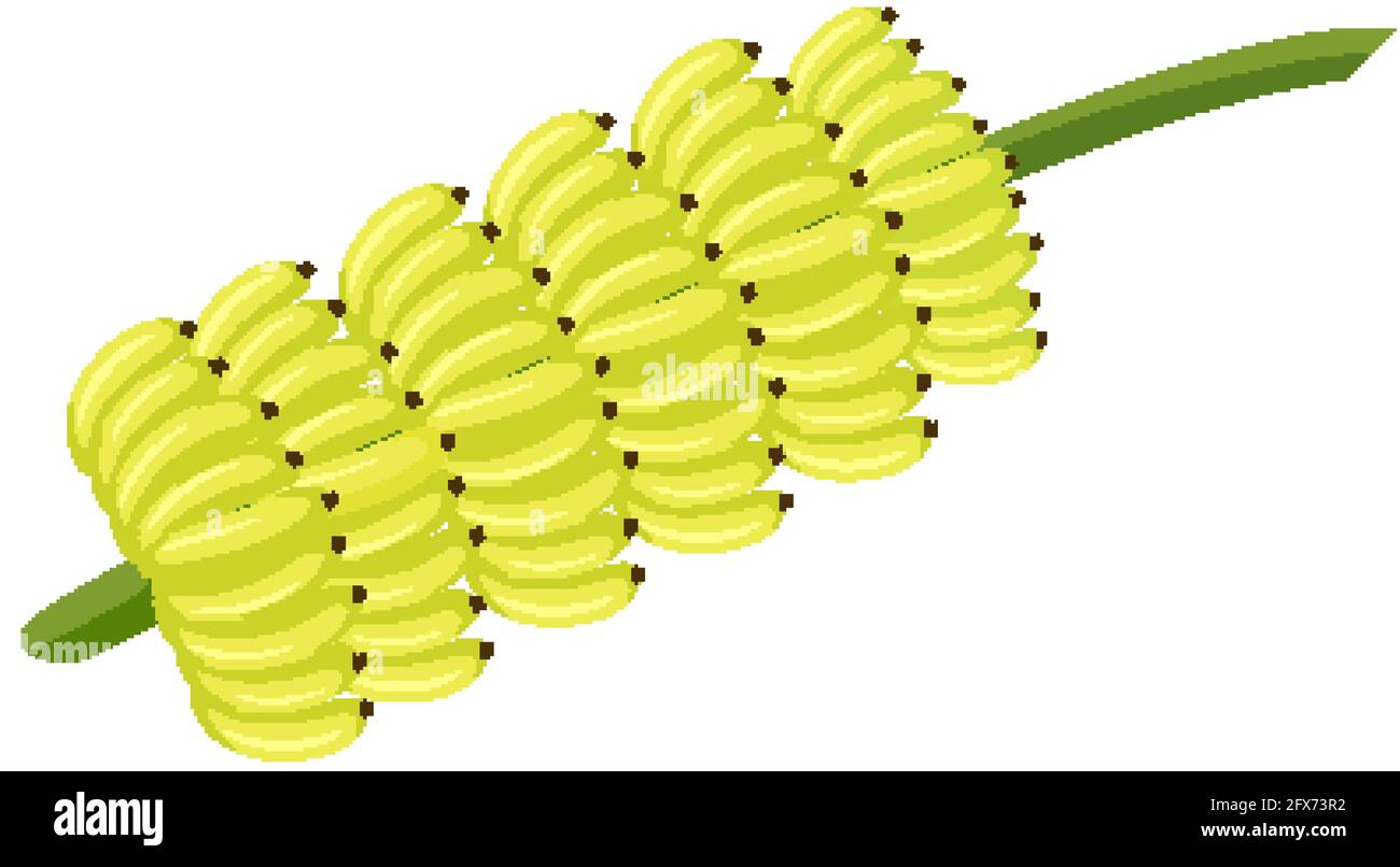 Bunch of banana isolated cartoon style on white background illustration ...