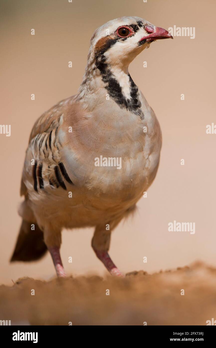 Closeup of a single Chukar Partridge or Chukar (Alectoris chukar ...