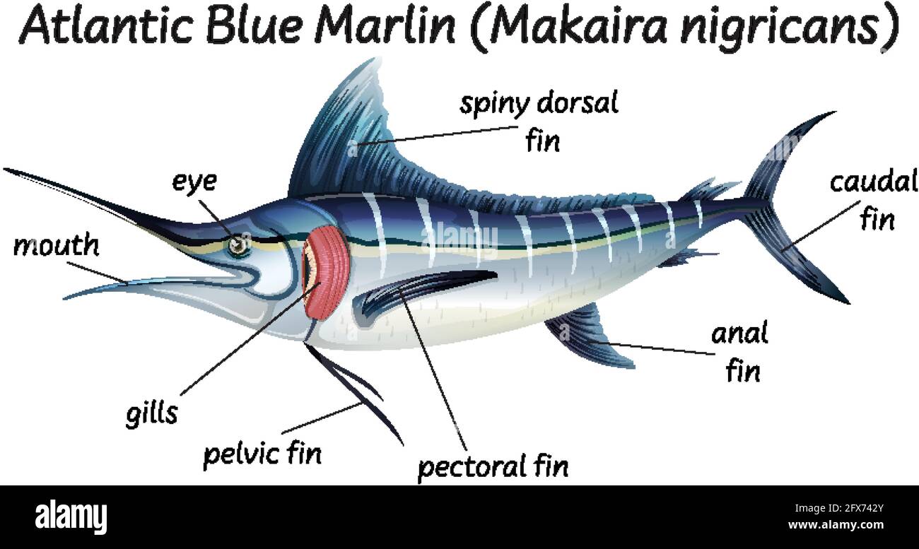 Science internal anatomy of fish illustration Stock Vector Image & Art ...