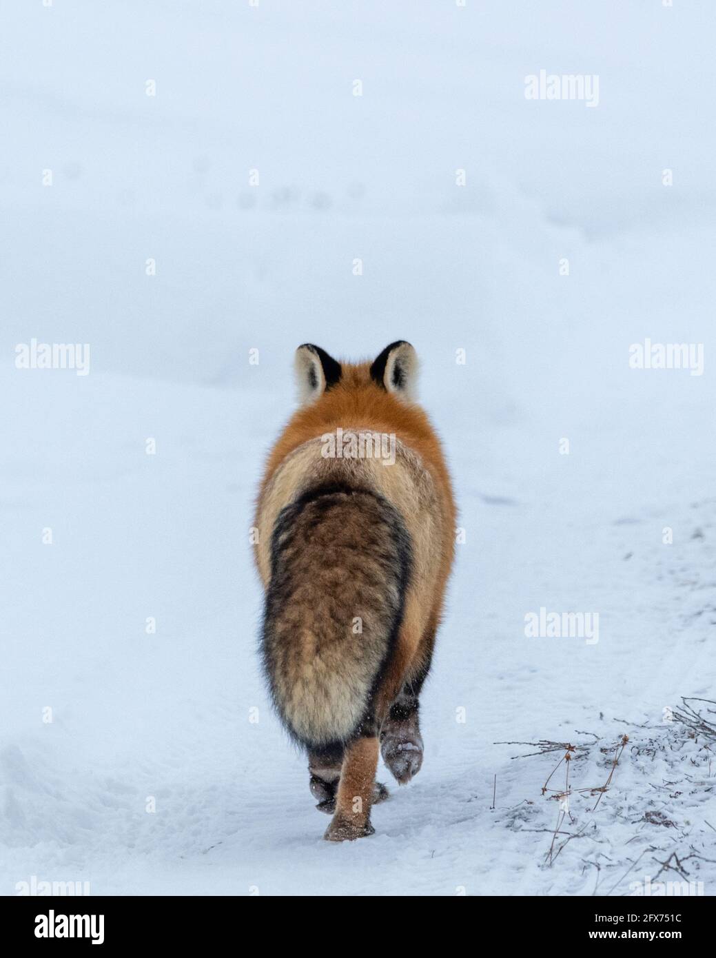 Red fox churchill hi-res stock photography and images - Alamy