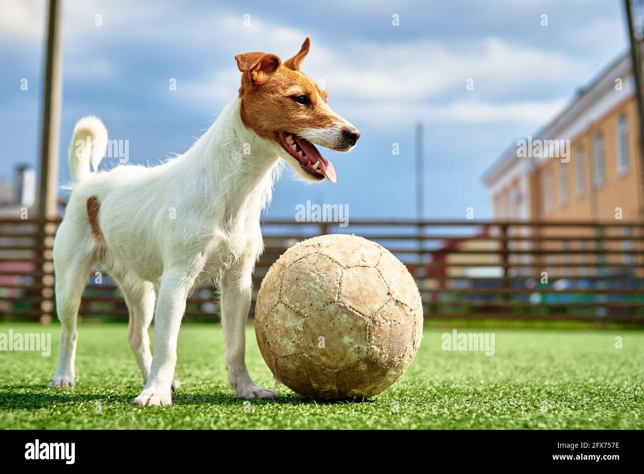 Dog Play with football ball on green grass Stock Photo - Alamy