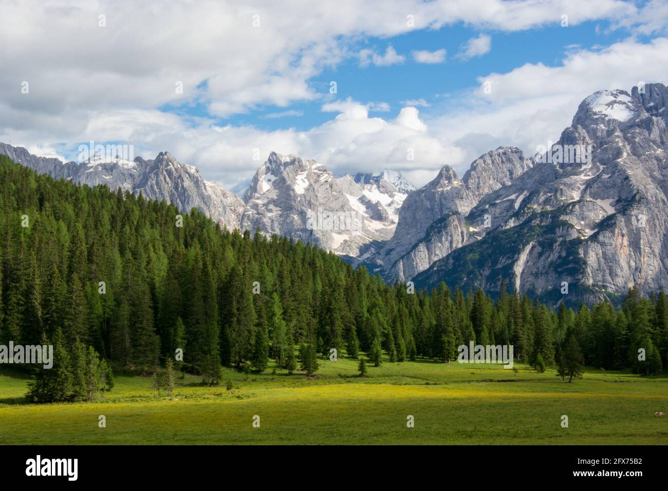 the forests of the Dolomites in spring Stock Photo - Alamy