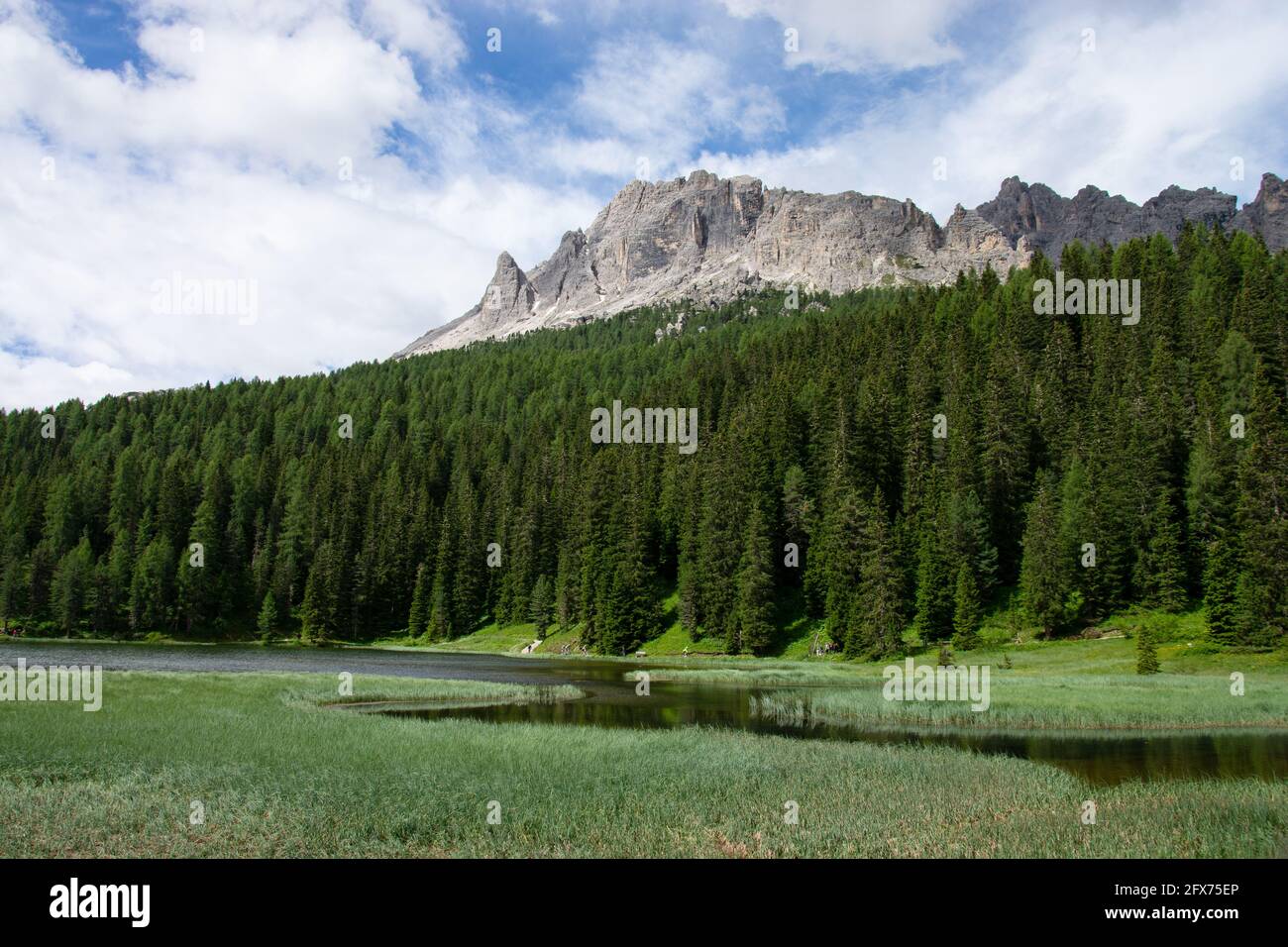the forests of the Dolomites in spring Stock Photo - Alamy