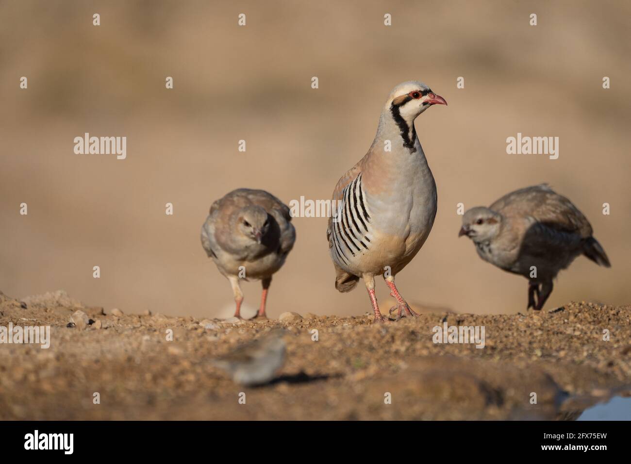 Chukar