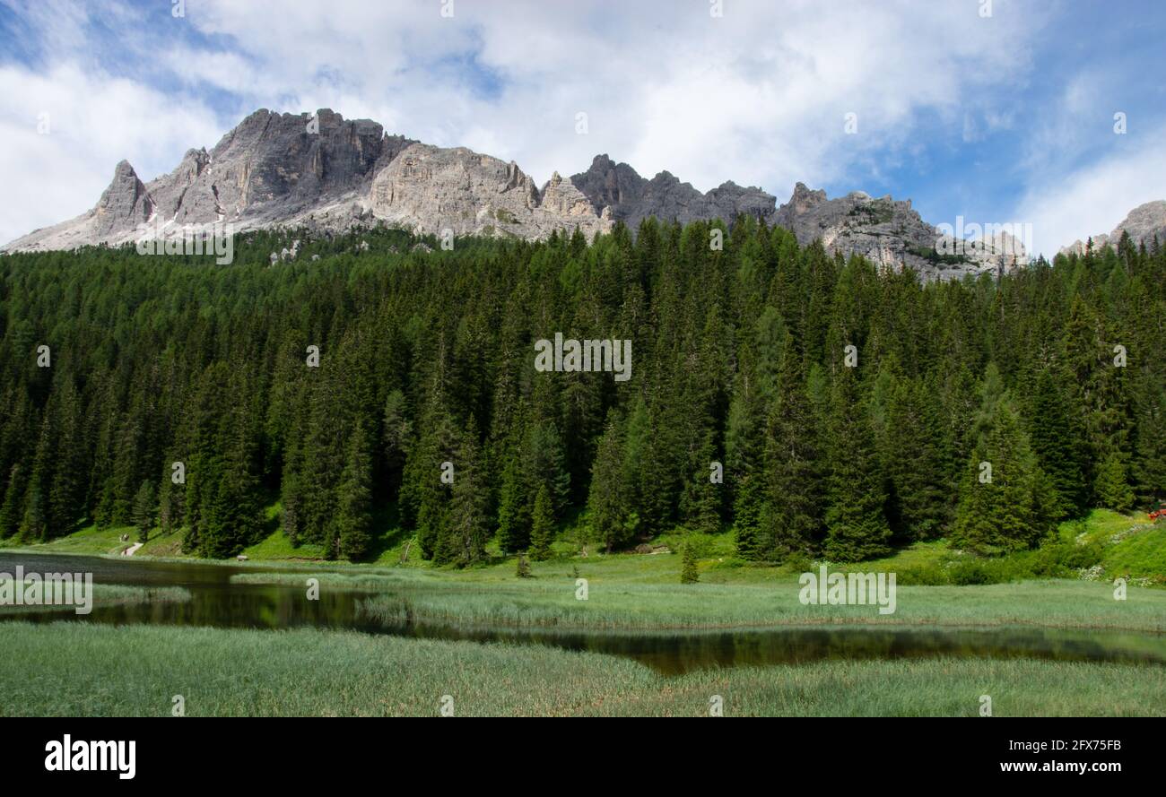 the forests of the Dolomites in spring Stock Photo - Alamy
