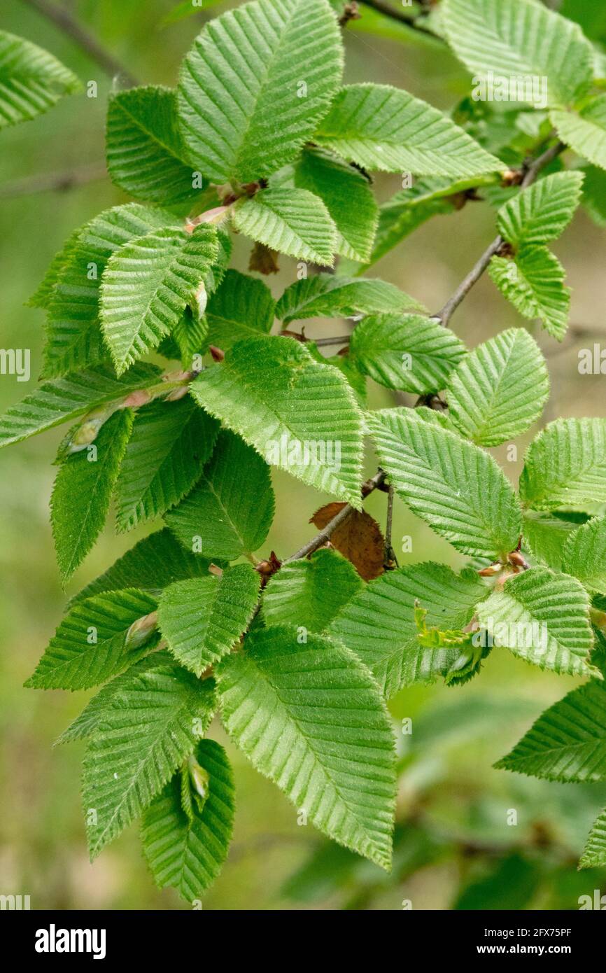 Betula chichibuensis leaves spring Japanese birch Stock Photo - Alamy