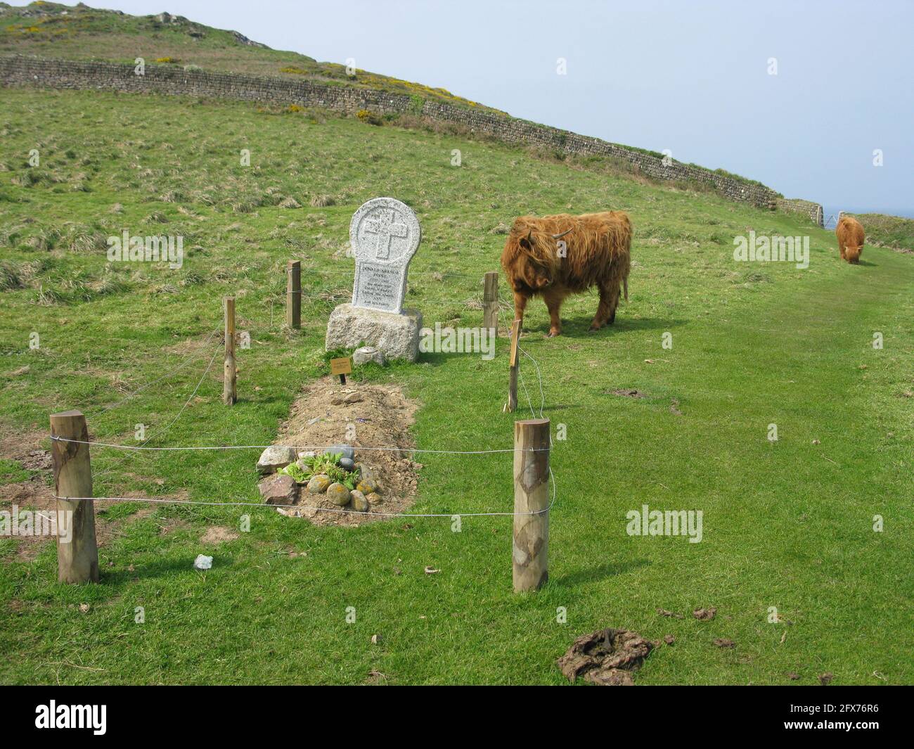 Medieval St Helen's Chapel grave and two highland cows. Cape Cornwall ...