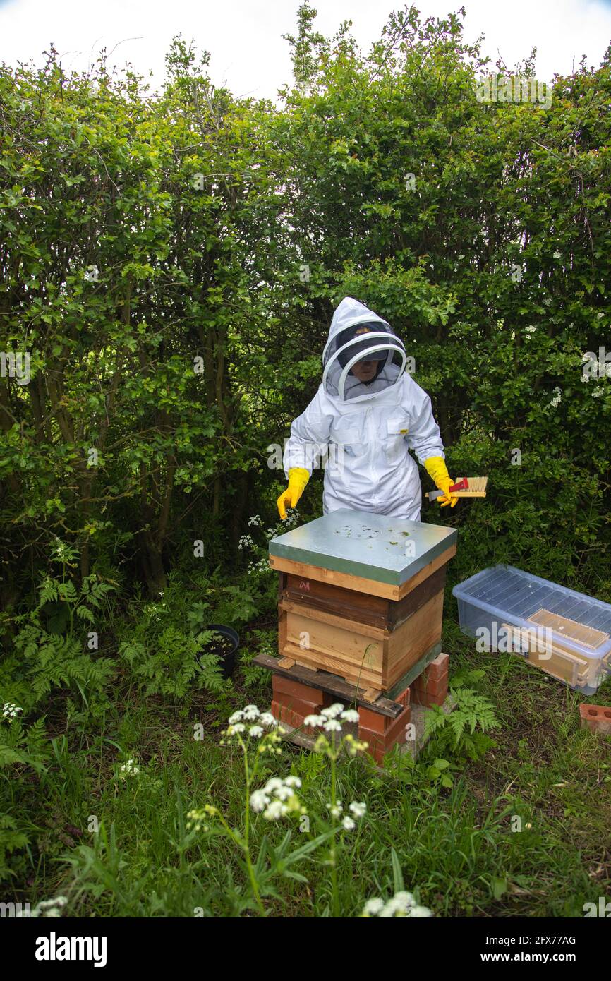Lady beekeeper hi-res stock photography and images - Alamy