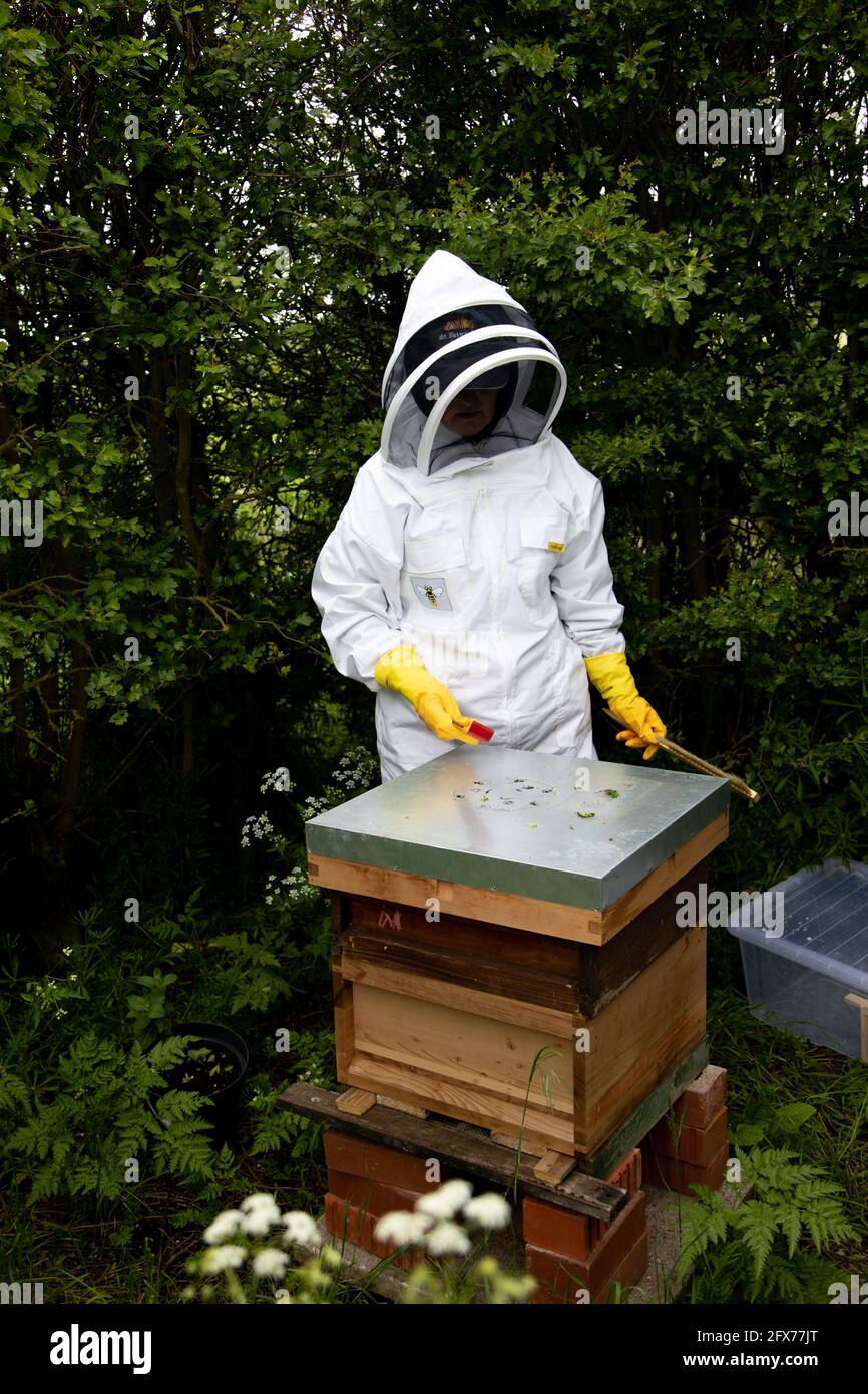 Lady beekeeper hi-res stock photography and images - Alamy