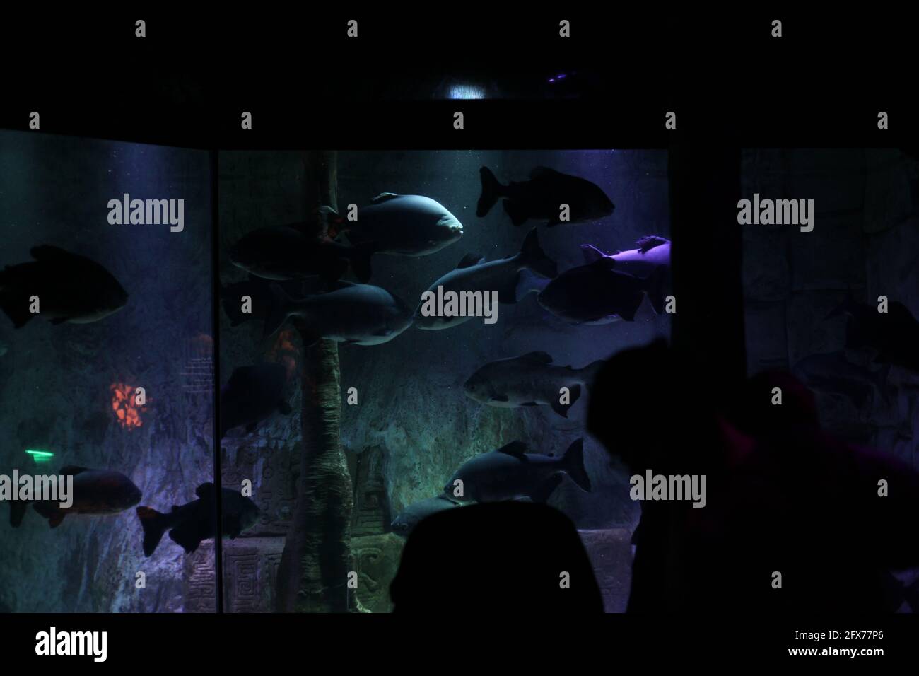 Viewing fish swimming hi-res stock photography and images - Alamy