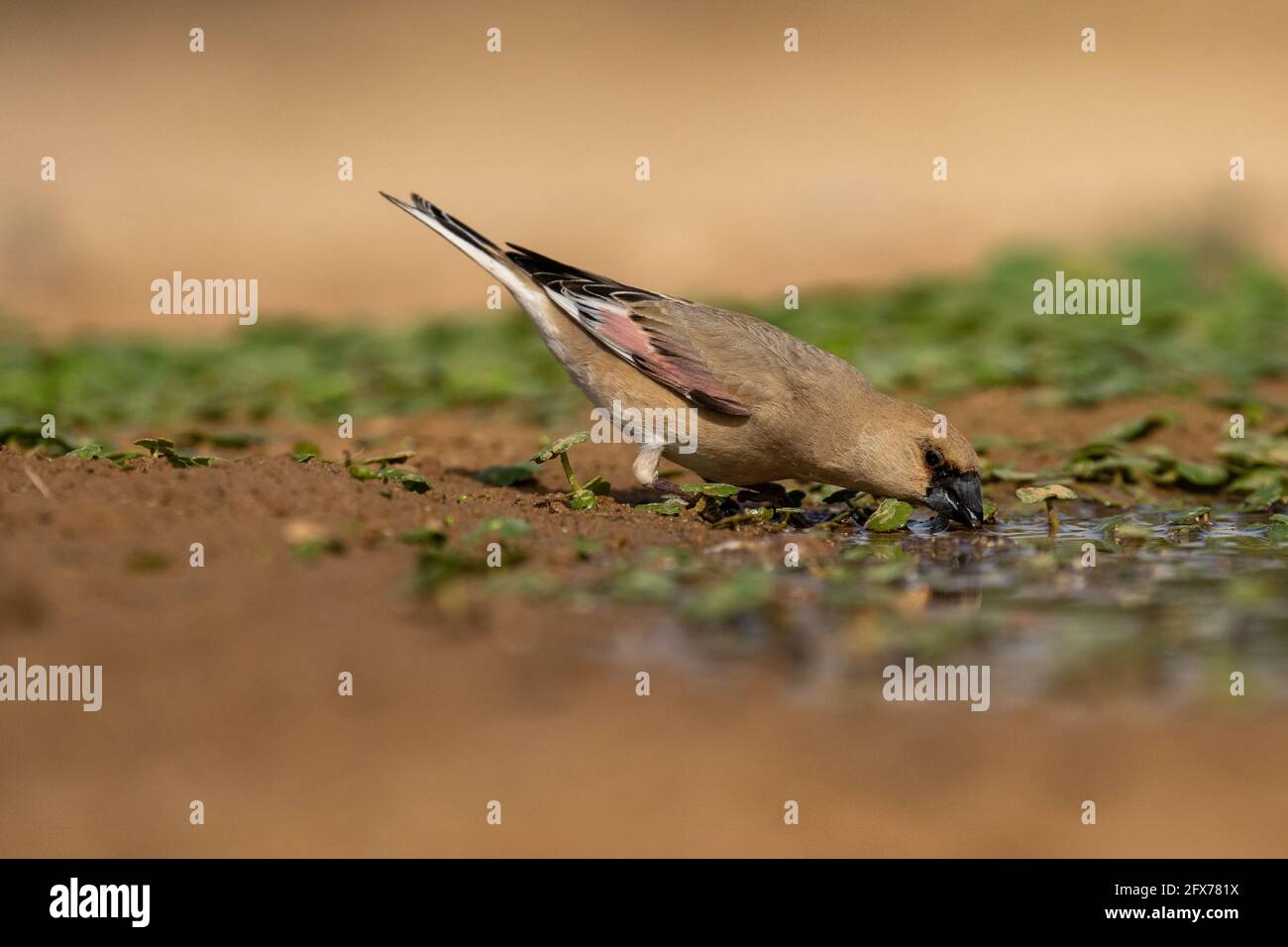 Desert Finch (Rhodospiza obsoleta Previously Carduelis obsoleta) near a ...