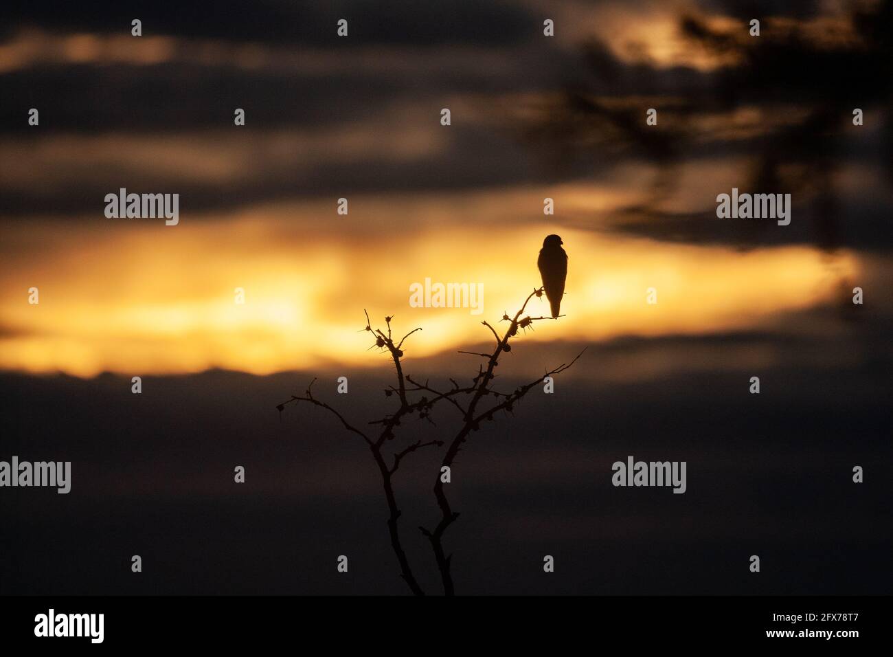 African pygmy falcon hi-res stock photography and images - Alamy