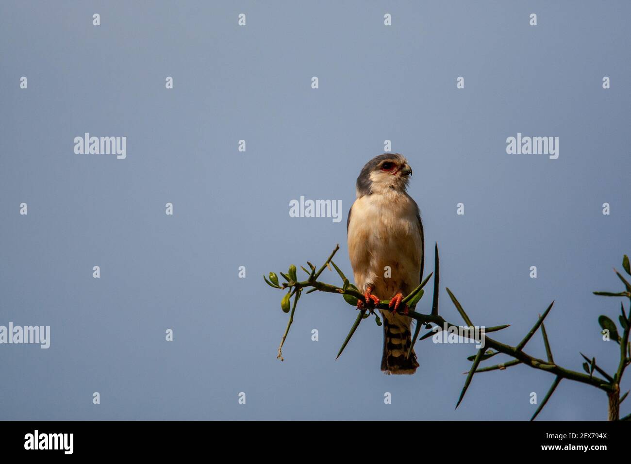 African pygmy falcon (Polihierax semitorquatus) perched on a thorn tree ...