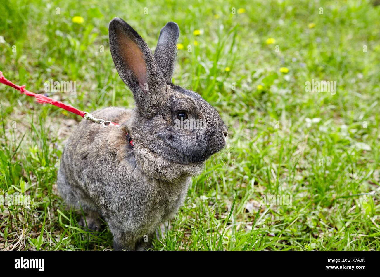 Big rabbit on green grass. Lovely and lively bunny in nature Stock ...