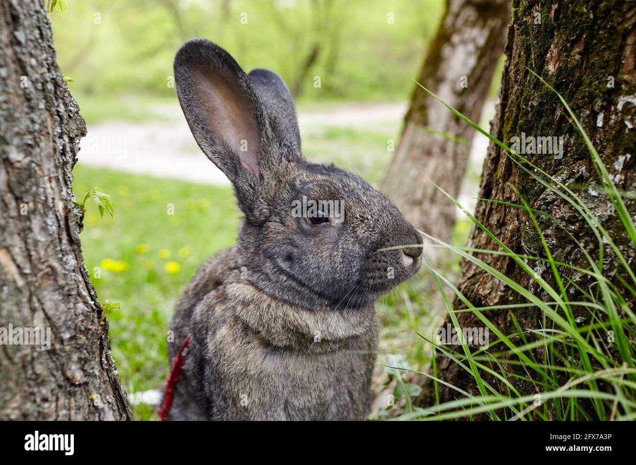 Big rabbit in forest. Lovely and lively bunny in nature Stock Photo - Alamy