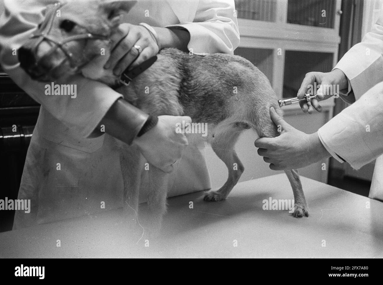 Dogsolution hi-res stock photography and images - Alamy