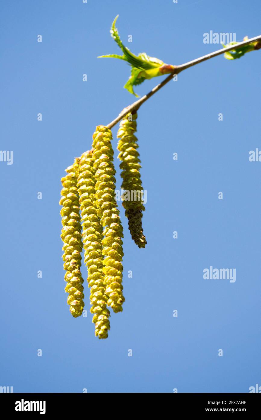 Close up of leaves of birch tree hi-res stock photography and images ...