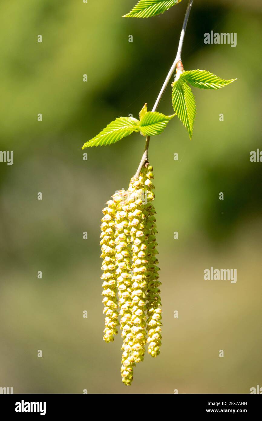 Cherry Birch High Resolution Stock Photography and Images - Alamy