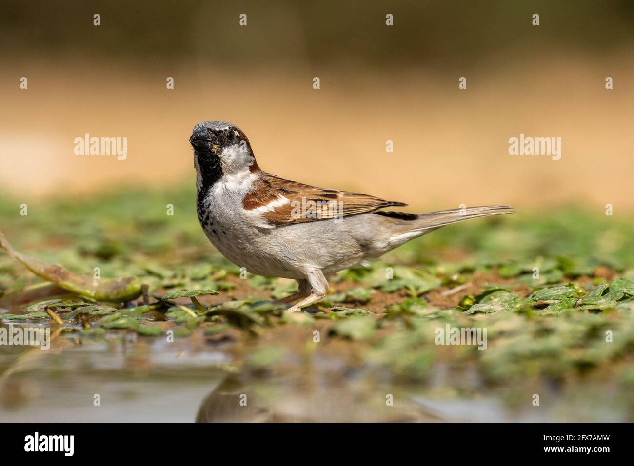 Male house sparrow (Passer domesticus) near water. Photographed in ...