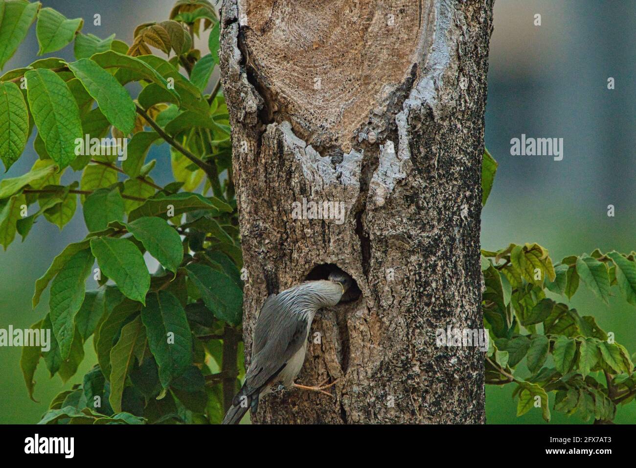 Chestnut-tailed Starling(Sturnia malabarica) feeding their baby birds ...
