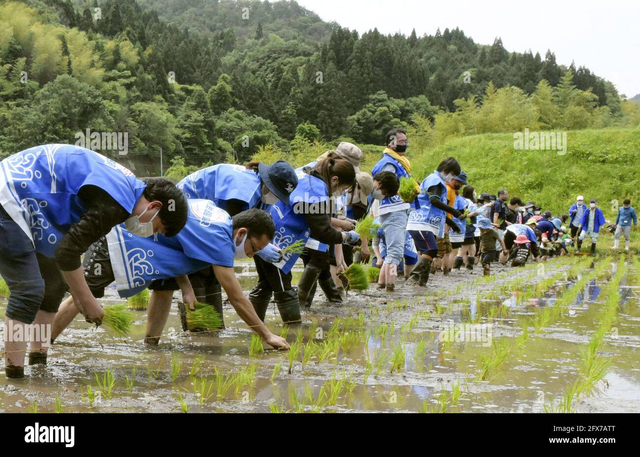 People plant rice seedlings at a paddy in the Tottori Prefecture town ...